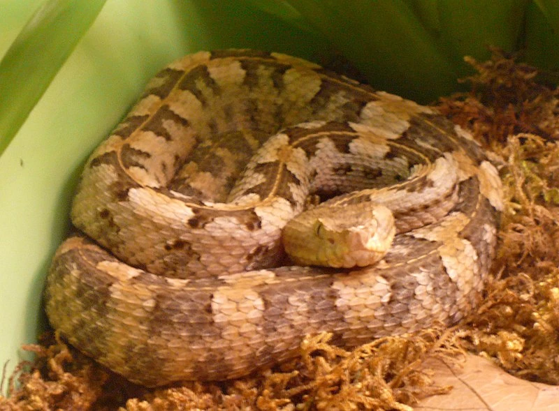 Basal island Cornoto | Hypothetical snakes Wiki | Fandom
