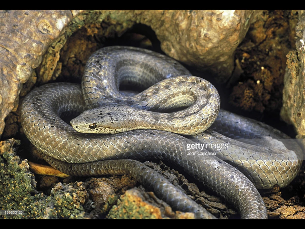 New Zealand racer | Hypothetical snakes Wiki | Fandom