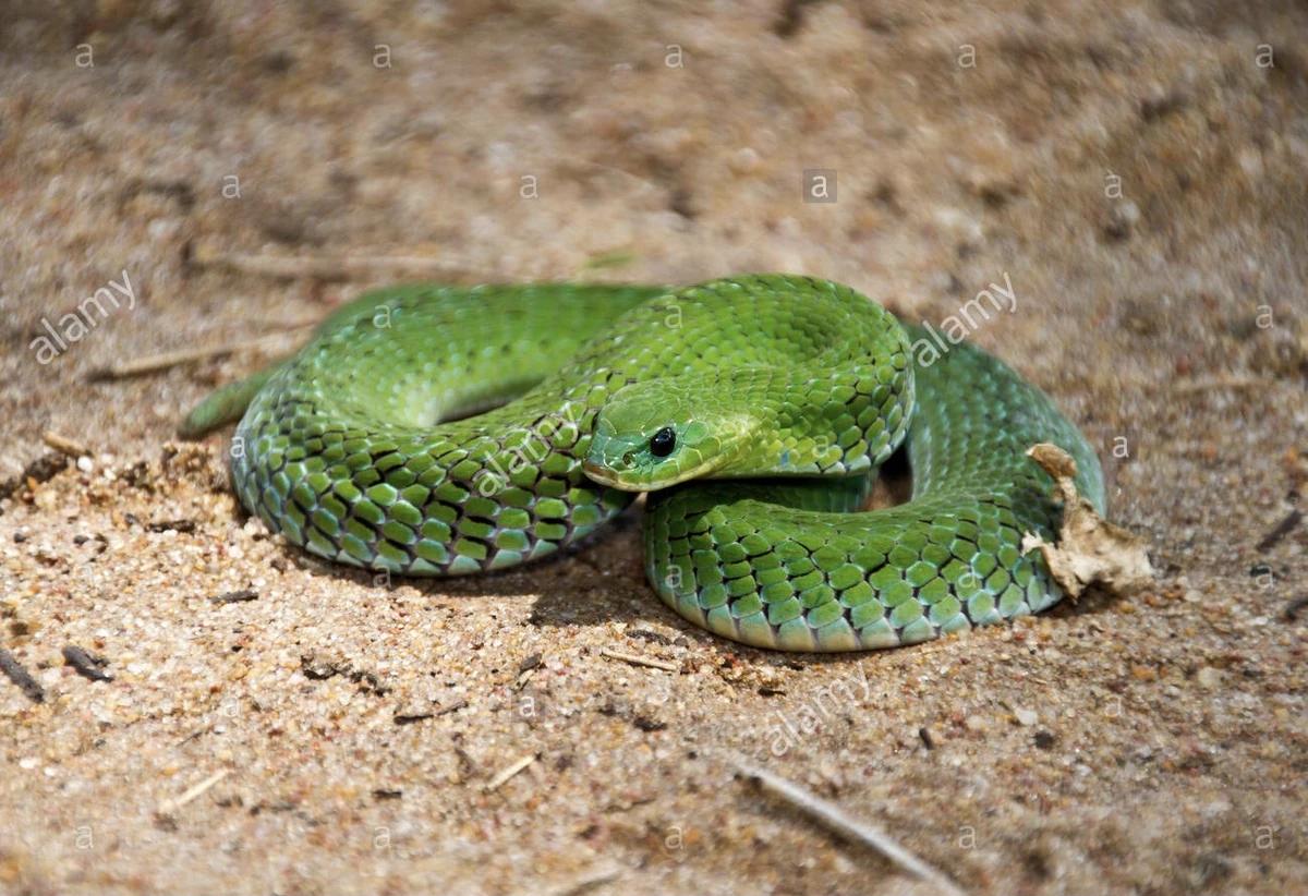 Arron’s green adder | Hypothetical snakes Wiki | Fandom