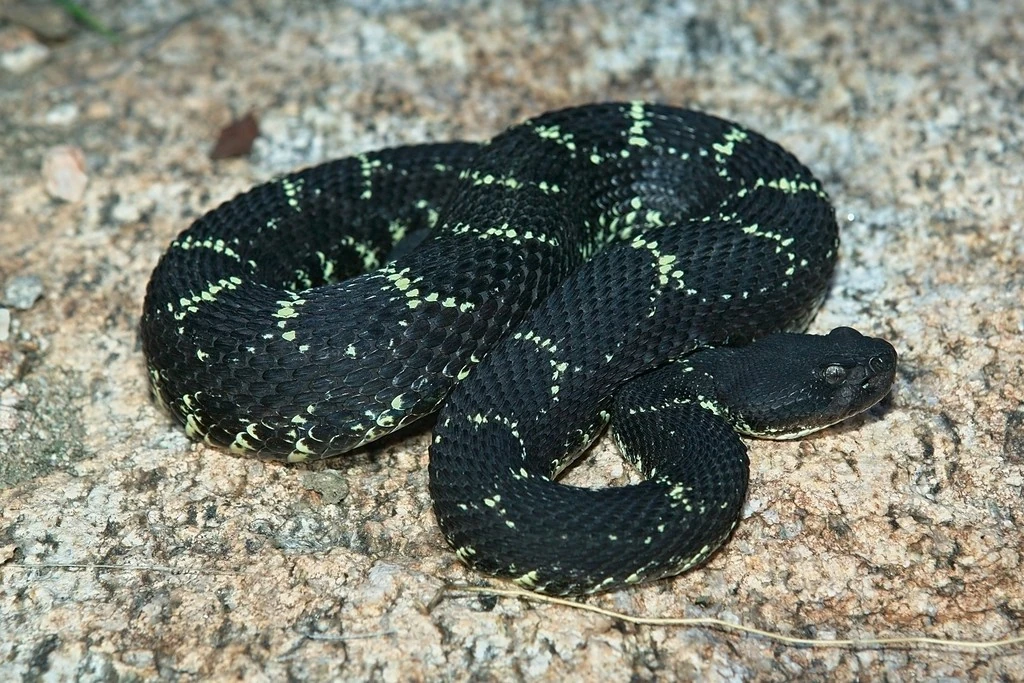Jersky’s black-mouthed rattlesnake | Hypothetical snakes Wiki | Fandom