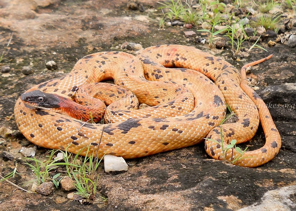 Florida Kukri snake | Hypothetical snakes Wiki | Fandom