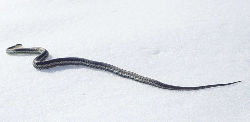 Antarctic Snow Snake | Hypothetical snakes Wiki | Fandom