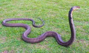 Arigarhiggitanulnan-Atra Snake | Hypothetical snakes Wiki | Fandom