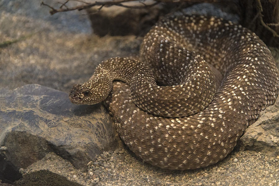 Western coastal rattlesnake | Hypothetical snakes Wiki | Fandom