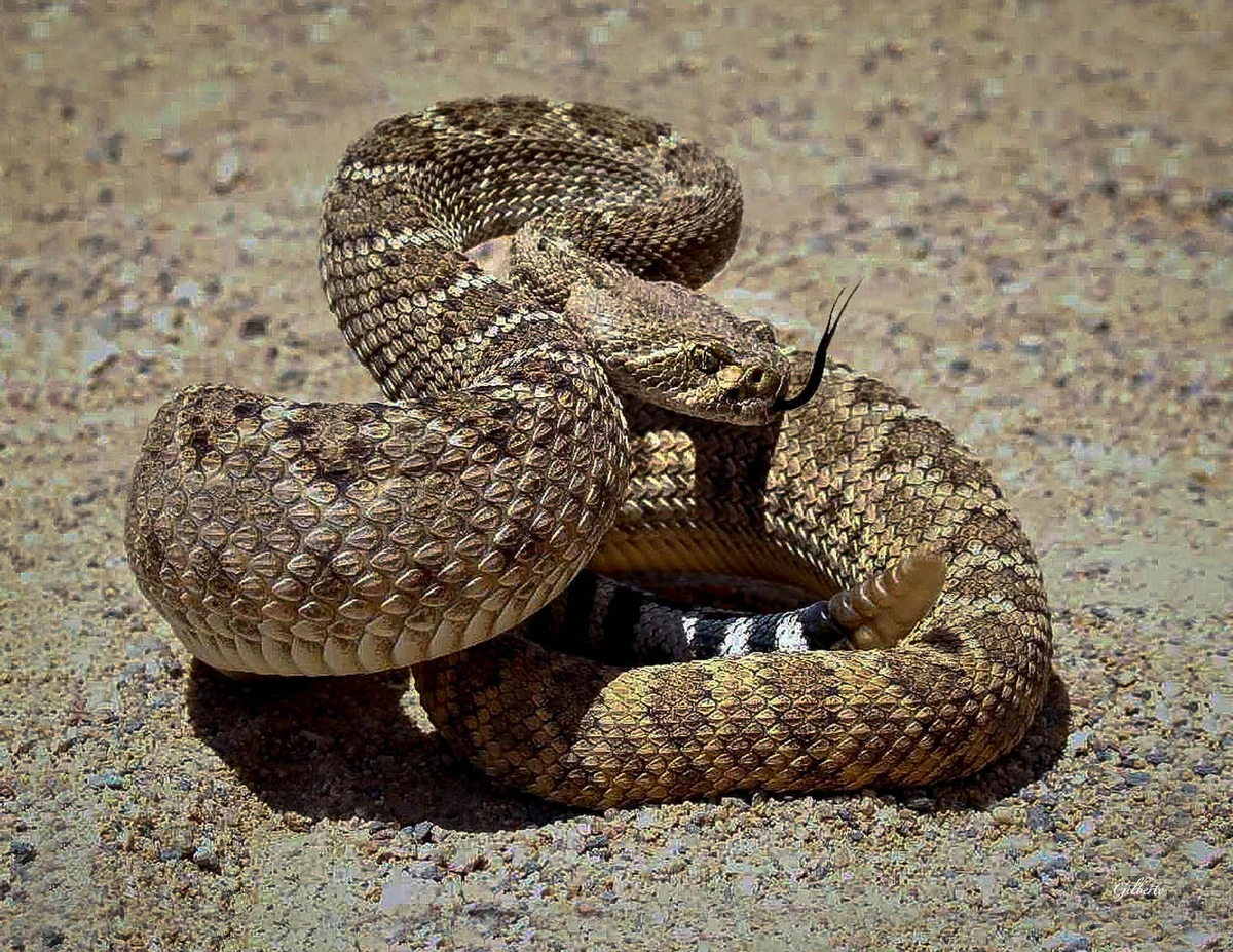 Morocco coast rattlesnake | Hypothetical snakes Wiki | Fandom