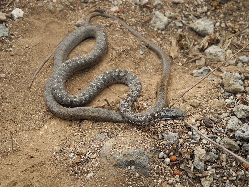 Aruba island racer | Hypothetical snakes Wiki | Fandom