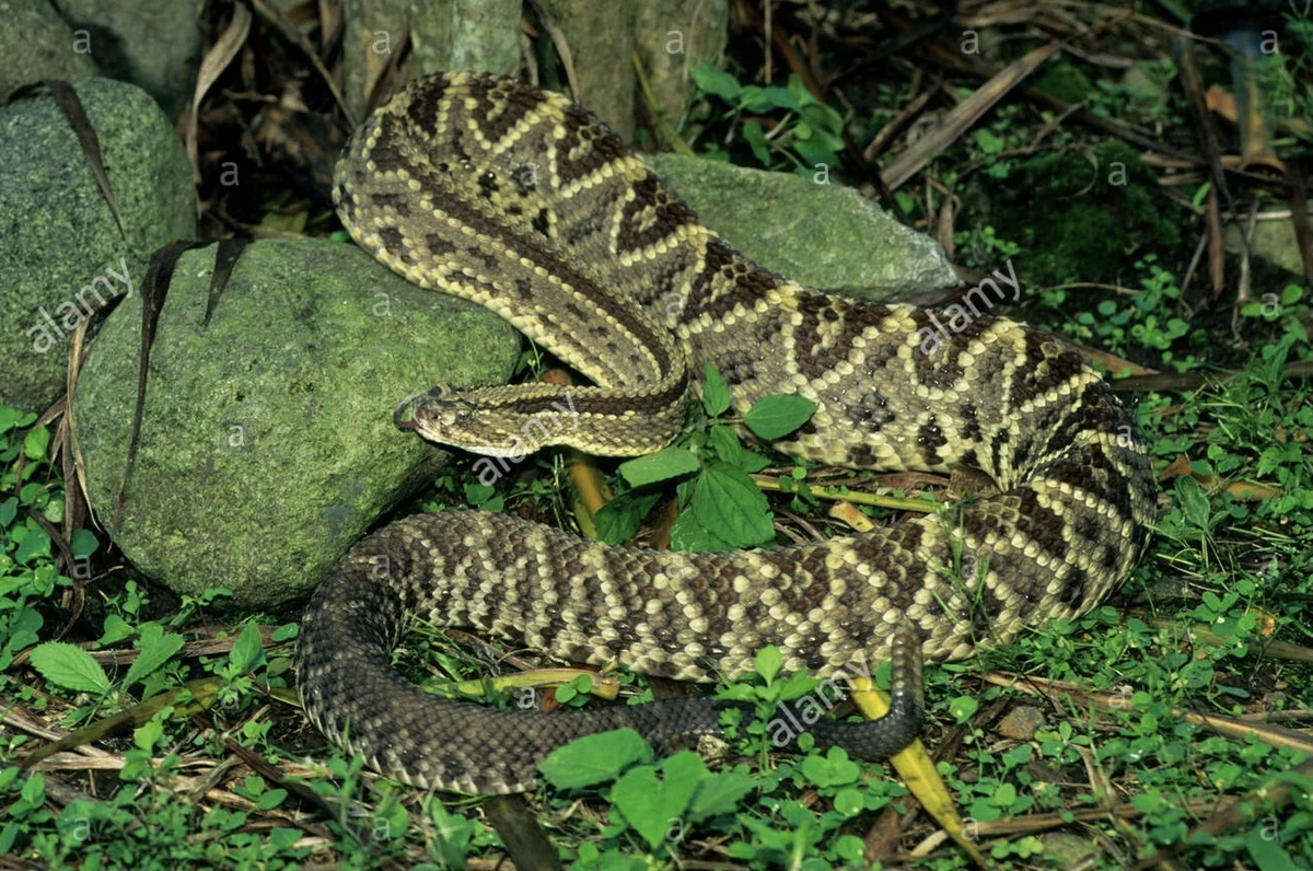 Oravo rainforest rattlesnake | Hypothetical snakes Wiki | Fandom