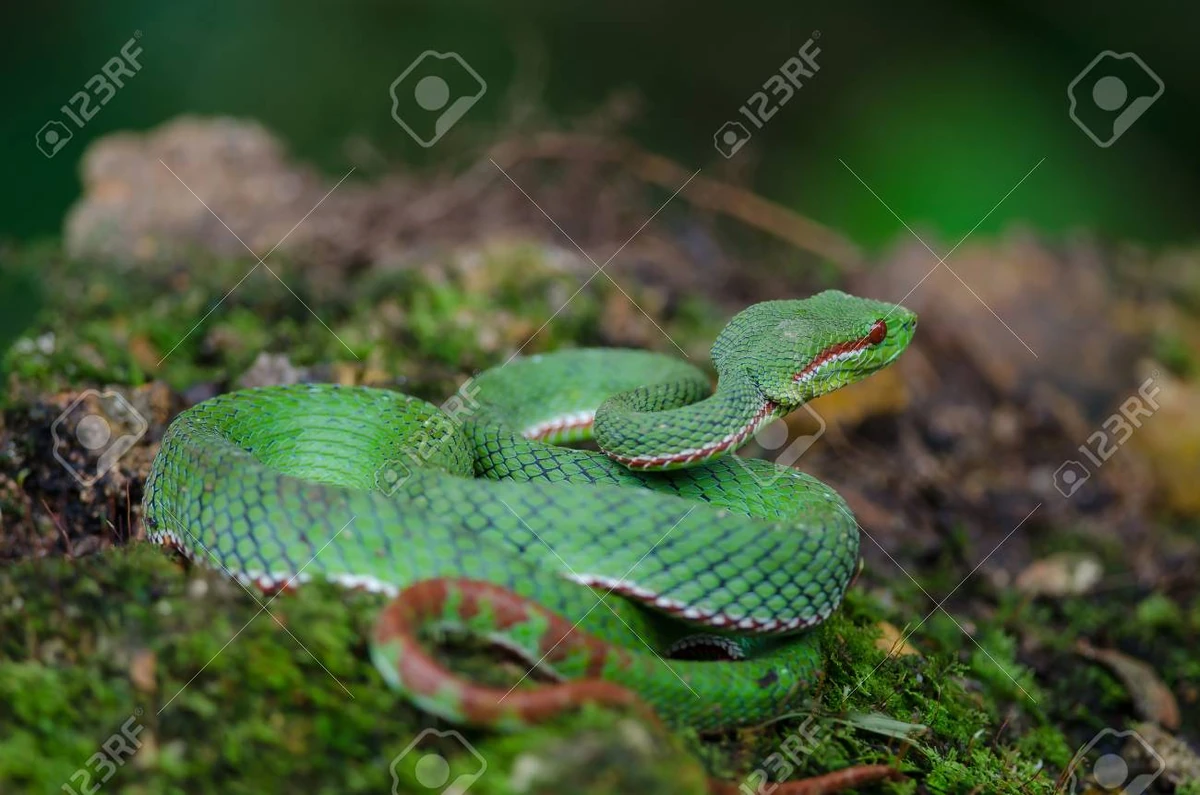 American tree viper | Hypothetical snakes Wiki | Fandom