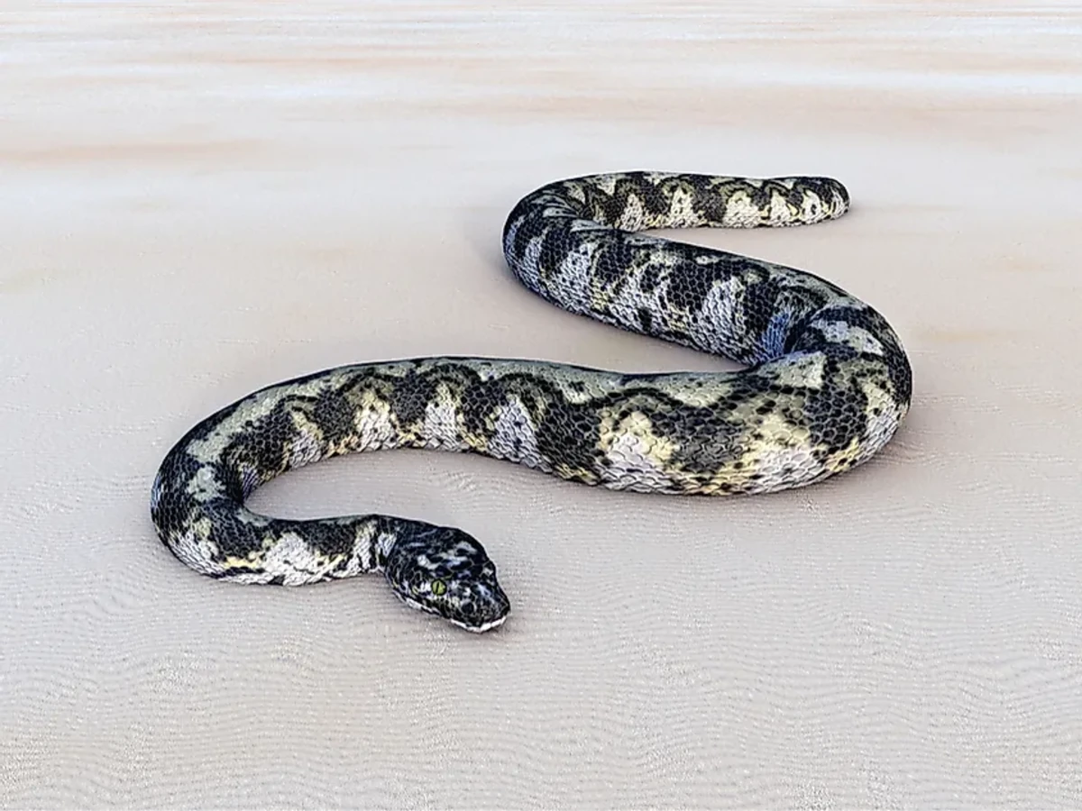 Koronsophis | Hypothetical snakes Wiki | Fandom