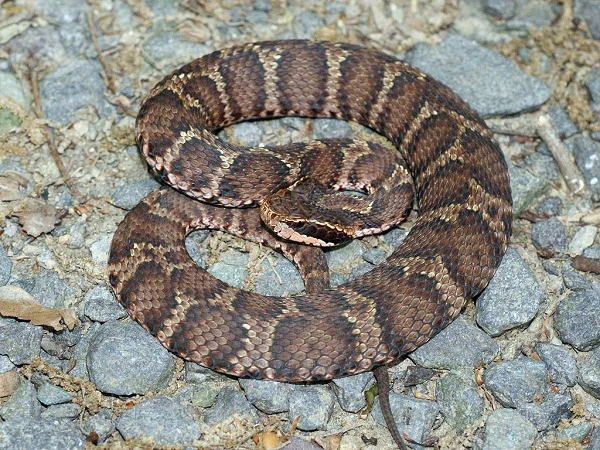 Common covoro | Hypothetical snakes Wiki | Fandom