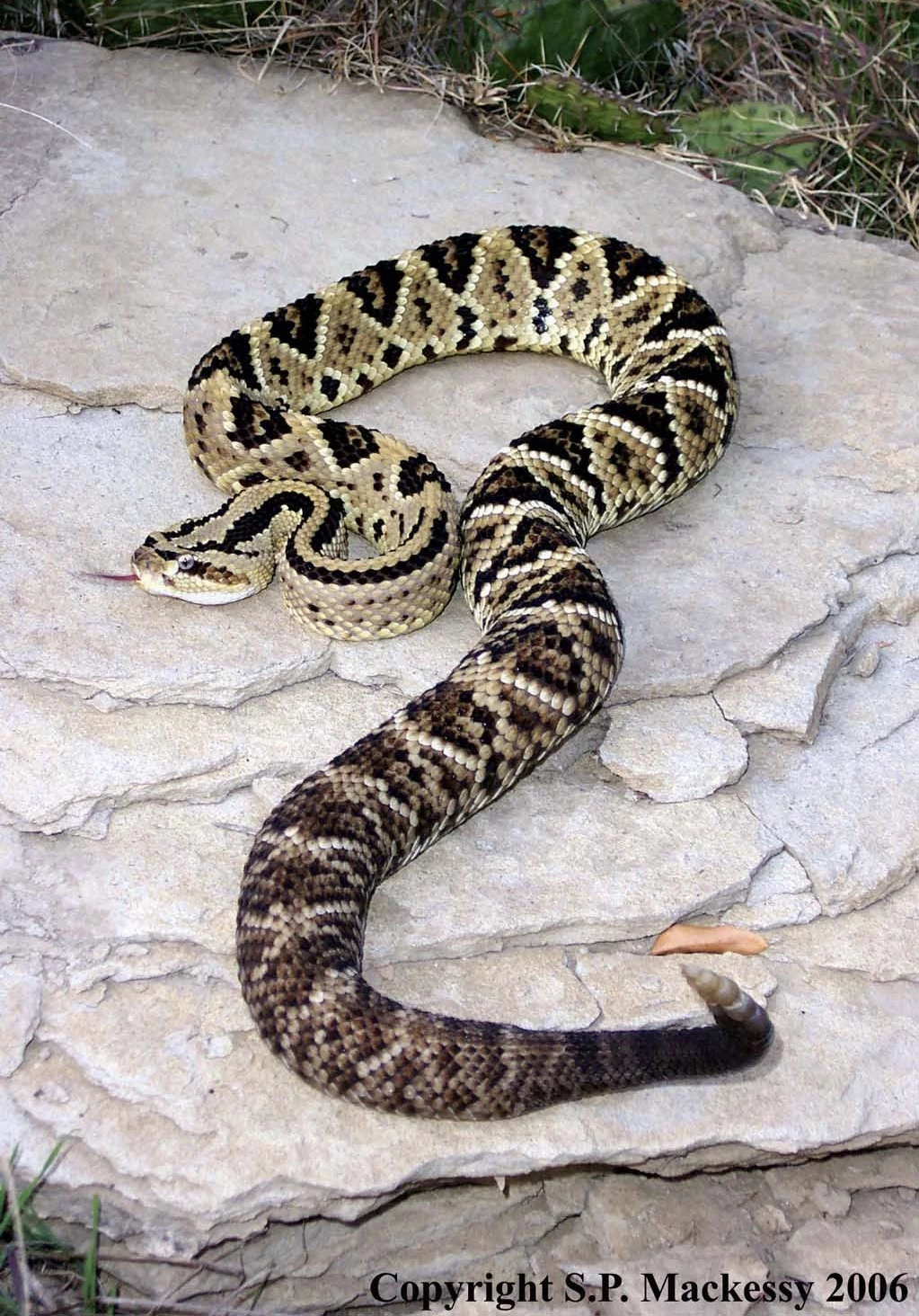 Stripe-necked rattlesnake | Hypothetical snakes Wiki | Fandom