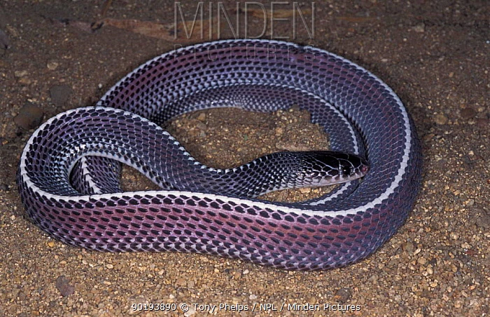 Drake’s snake | Hypothetical snakes Wiki | Fandom