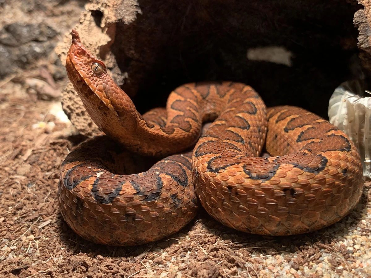 Oravo lancenose | Hypothetical snakes Wiki | Fandom