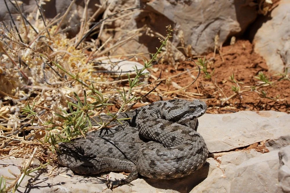 Florida mountain viper | Hypothetical snakes Wiki | Fandom