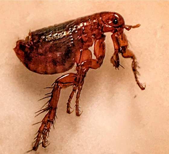 Xenopsylla cheopis | Wiki Pandemias Hipotéticas | Fandom