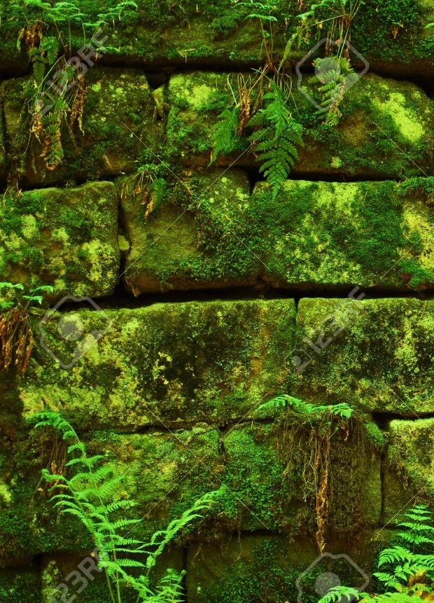 Moss Code | I code here Wiki | Fandom