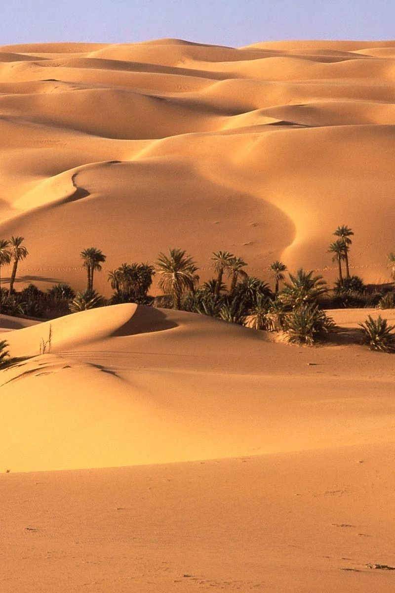 Sizzle Code | I code here Wiki | Fandom