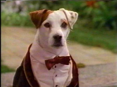 Wishbone | I Love 90s Cartoons Wiki | Fandom