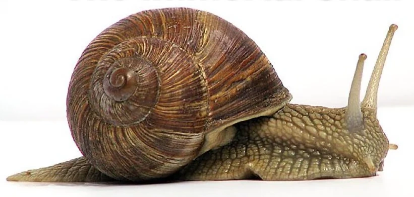 Immortal Snail | Item Asylum Ideas Wiki | Fandom