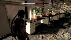 Tomato | I AM Alive Wiki | Fandom