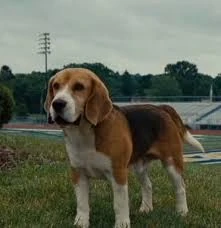 Number Four: Relationships | I Am Number Four Wiki | Fandom