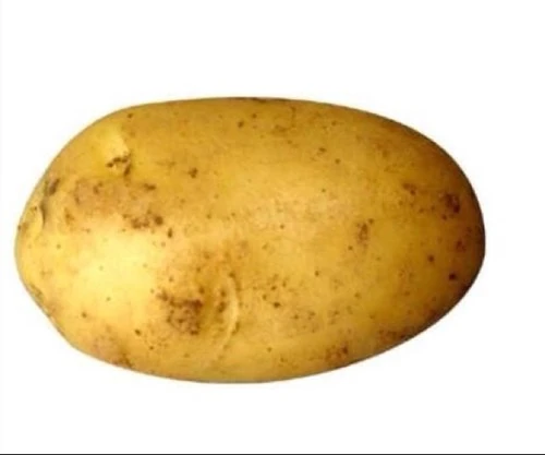 Daily Potato | I Can't Believe It's Not Walrus Wiki | Fandom