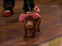 iWill Date Freddie | iCarly Wiki | Fandom