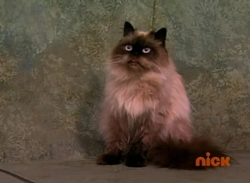 Harmoo the Cat | iCarly Wiki | Fandom