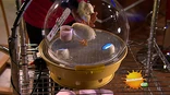 IHatch Chicks | ICarly Wiki | Fandom