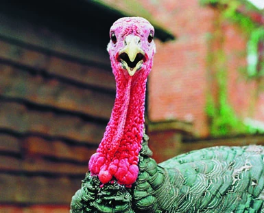 Help Name My Turkey! | iCarly Wiki | Fandom