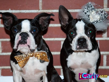 Puppy Love | iCarly Wiki | Fandom