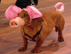 iCarly Updates: May | iCarly Wiki | Fandom