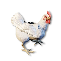 Cryogenically Frozen Chicken | Icarus Wiki | Fandom