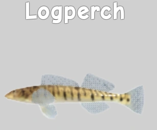 Logperch | Ice Fishing Simulator 🐟 Wiki | Fandom