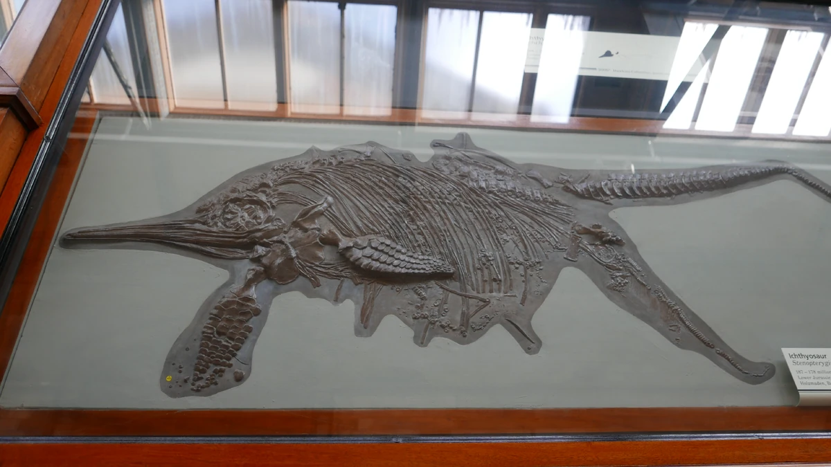 Ichthyosaur | Ice Age Wiki | Fandom