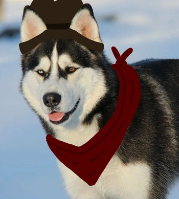 AceHusky23 | IcebergChartscom Wiki | Fandom