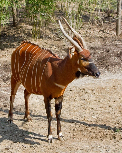 Bongo (African Animals) | Ichigo Momomiya's Evolution Wiki | Fandom