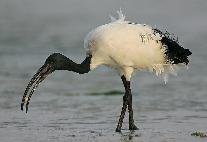 Sacred Ibis (African Animals) | Ichigo Momomiya's Evolution Wiki | Fandom