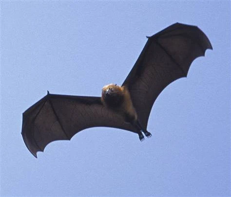 Bat (African Animals) | Ichigo Momomiya's Evolution Wiki | Fandom