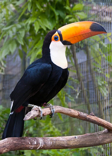 Toco Toucan (African Animals) | Ichigo Momomiya's Evolution Wiki | Fandom
