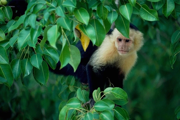 Monkey | Ichigo Momomiya's Evolution Wiki | Fandom