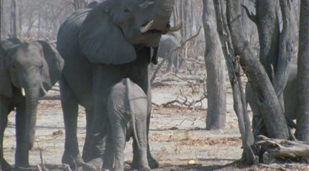 African Elephant | Ichigo Momomiya's Evolution Wiki | Fandom