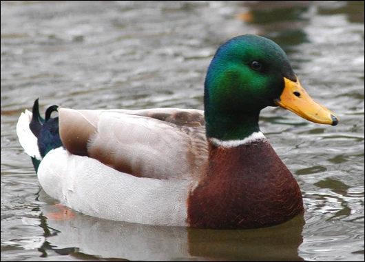 Duck (African Animals) | Ichigo Momomiya's Evolution Wiki | Fandom
