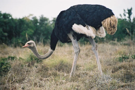 Ostrich | Ichigo Momomiya's Evolution Wiki | Fandom