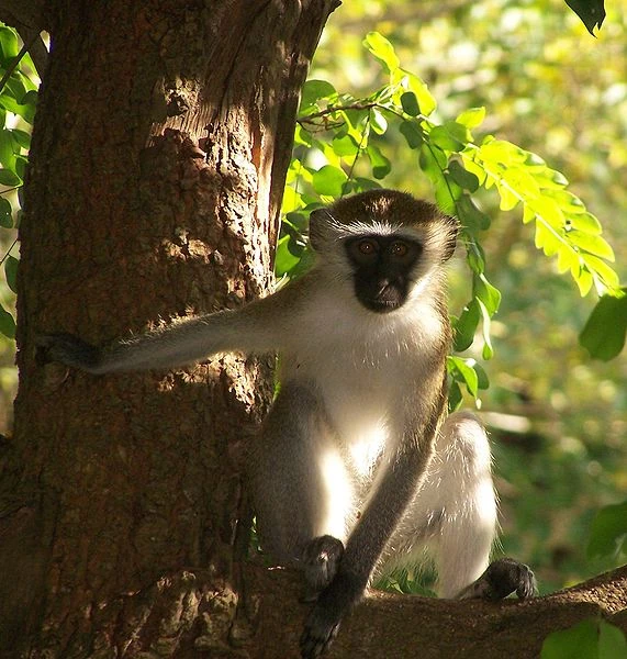 Vervet Monkey (African Animals) | Ichigo Momomiya's Evolution Wiki | Fandom