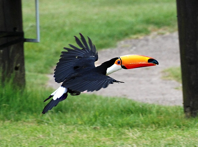 Toco Toucan | Ichigo Momomiya's Evolution Wiki | Fandom