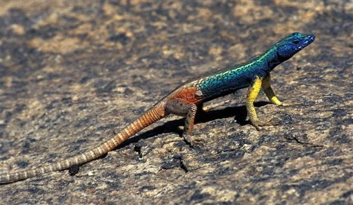 Lizard (African Animals) | Ichigo Momomiya's Evolution Wiki | Fandom