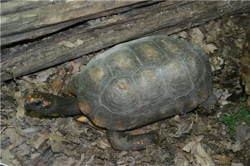 Tortoise (African Animals) | Ichigo Momomiya's Evolution Wiki | Fandom
