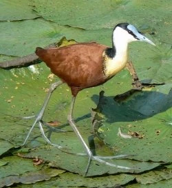 African Jacana (African Animals) | Ichigo Momomiya's Evolution Wiki ...