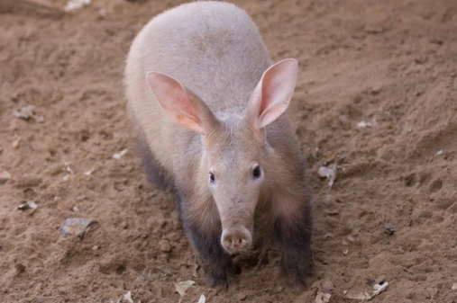 Aardvark (African Animals) | Ichigo Momomiya's Evolution Wiki | Fandom